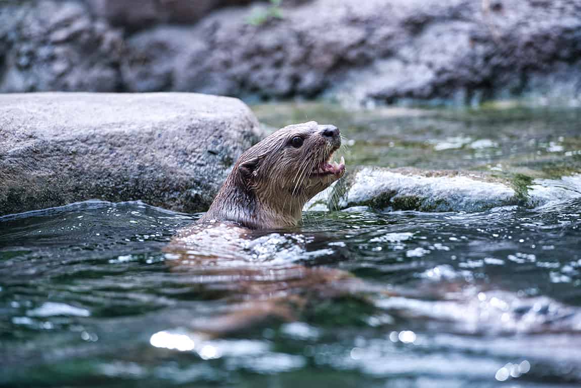 About - Angkor Wildlife & Aquarium