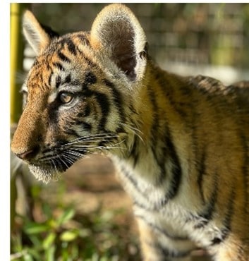 Wildlife Animal Park - Angkor Wildlife & Aquarium