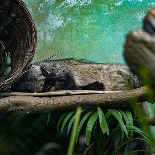Wildlife Animal Park - Angkor Wildlife & Aquarium