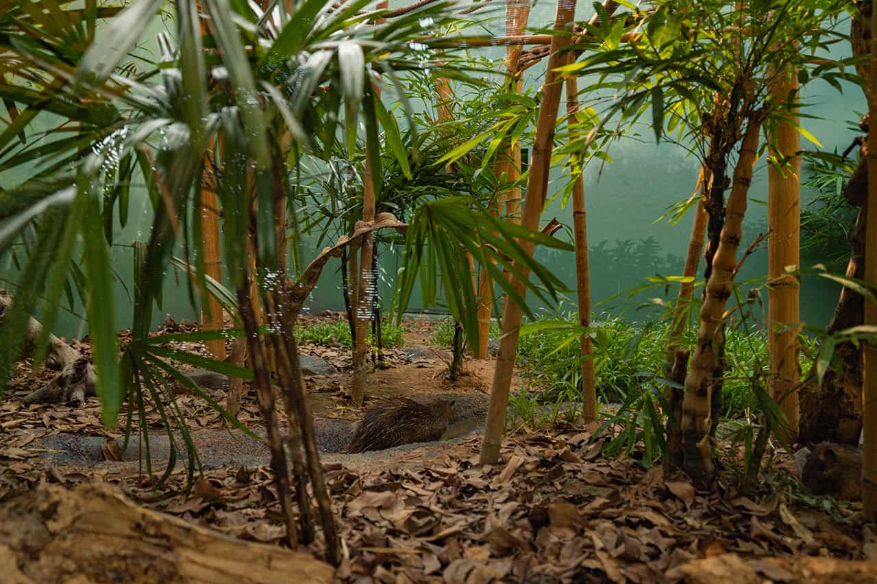 Wildlife Animal Park - Angkor Wildlife & Aquarium