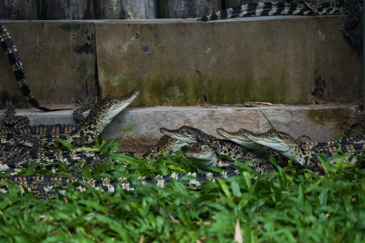 Wildlife Animal Park - Angkor Wildlife & Aquarium