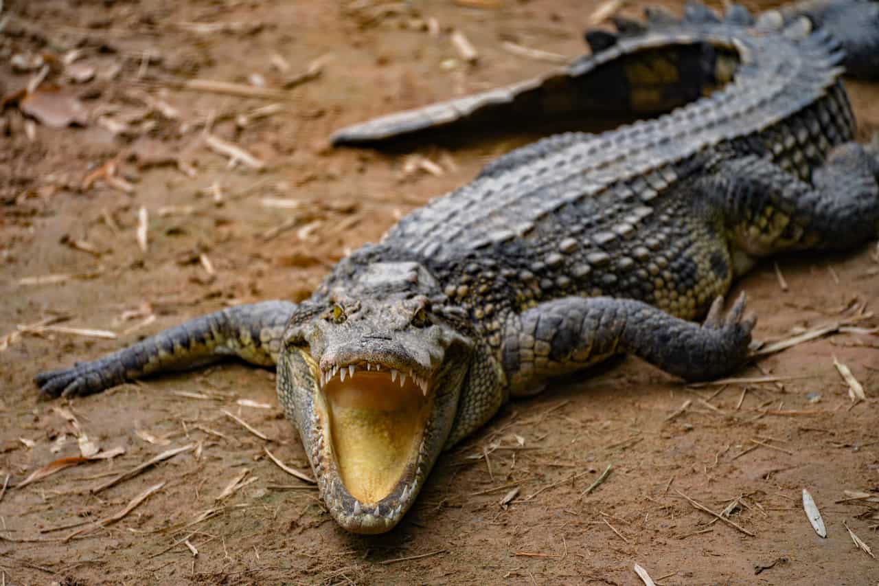 Wildlife Animal Park - Angkor Wildlife & Aquarium