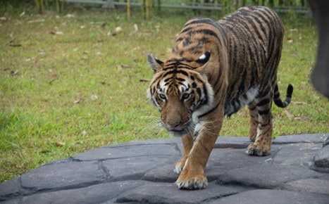 Wildlife Animal Park - Angkor Wildlife & Aquarium