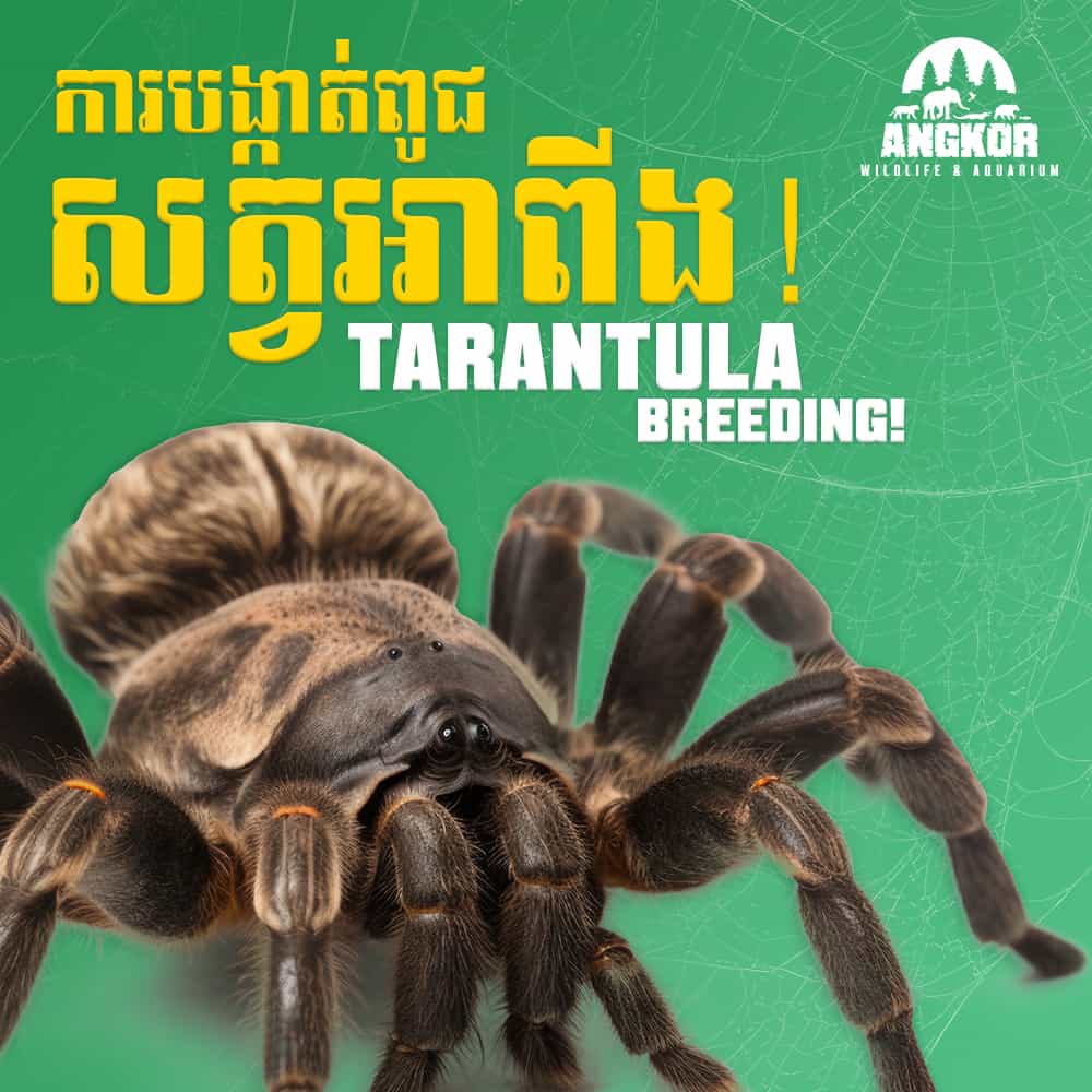AWA TARANTULA BREEDING PROJECT. – Angkor Wildlife & Aquarium