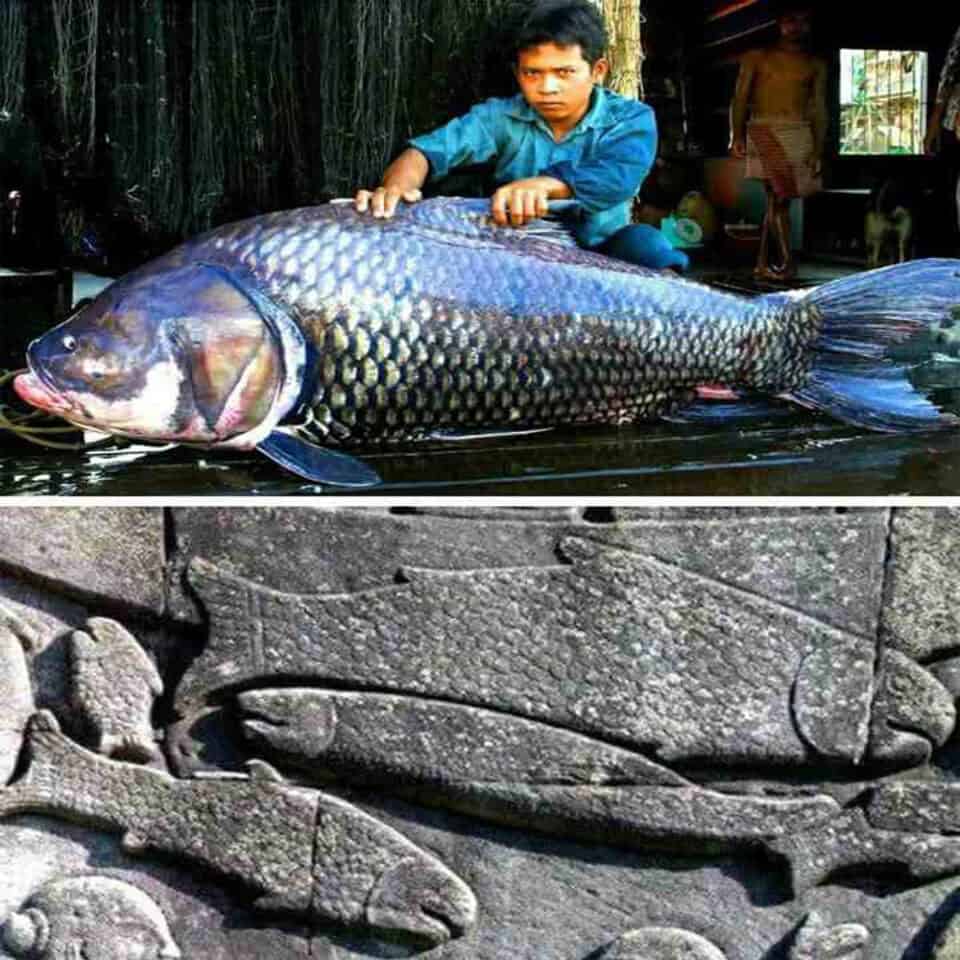 Giant Mekong Barb, the National Fish of Cambodia! – AWA
