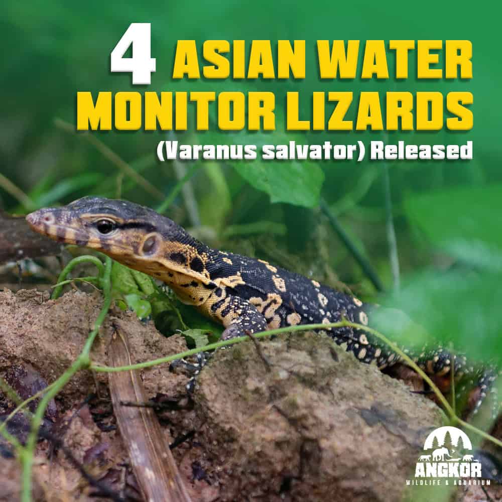 Released Asian Water Monitor Lizards into Siem Pang Wildlife